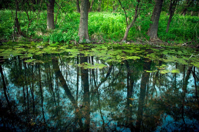 Reflections in the swamp stock photo. Image of lush, forest - 91593434
