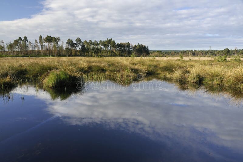 Reflections at Thursley Common Stock Photo - Image of landscape, summer ...