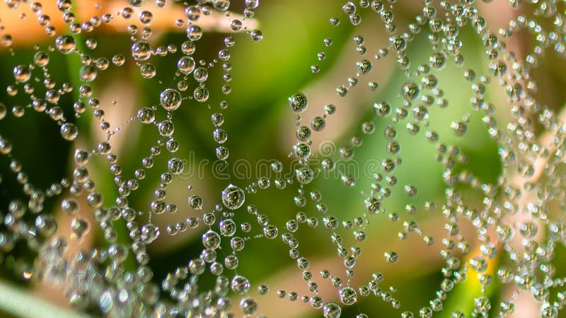 Reflections in the Tiny Drops of Dew Clinging To the Strands of a ...