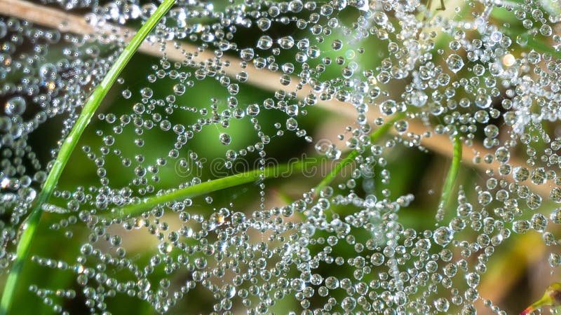 Reflections in the Tiny Drops of Dew Clinging To the Strands of a ...