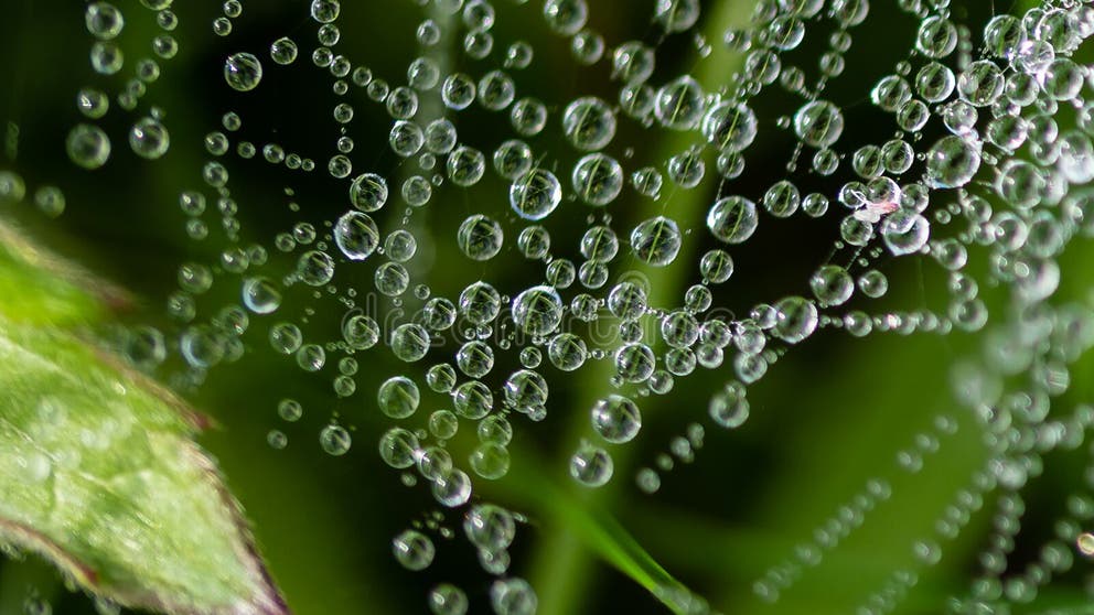 Reflections in the Tiny Drops of Dew Clinging To the Strands of a ...