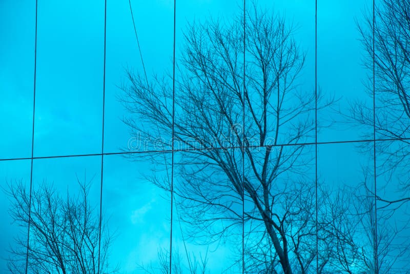Reflections of Tree Branches in the Glass Facade of the Building Stock ...