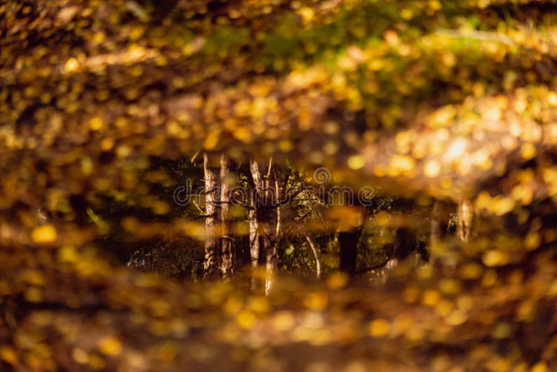 Reflections of a Tree in a Puddle Stock Image - Image of evening ...