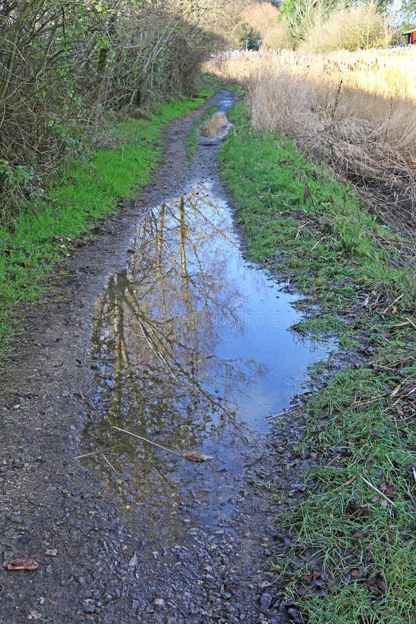 Reflections of a Tree in a Puddle Stock Photo - Image of path, walk ...