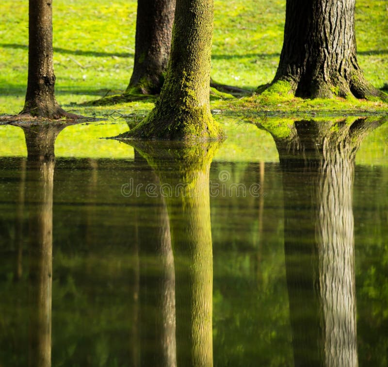 Reflections of trees stock image. Image of spring, park - 38187813