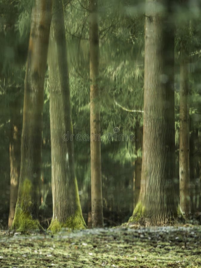 Reflections of trees stock image. Image of spring, easy - 38187969