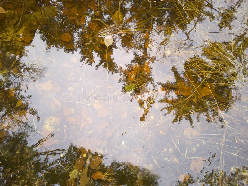 Fall Pond Reflections with Fallen Leaves Stock Image - Image of puddle ...