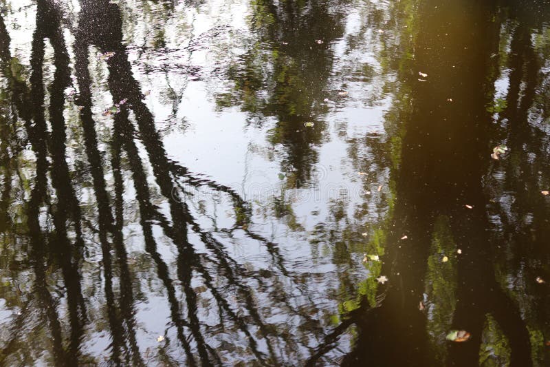 Reflections of Trees upon a Lake (Forestcore) Stock Image - Image of ...