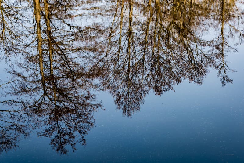 Reflections of Trees in the Lake Water Stock Image - Image of lake ...