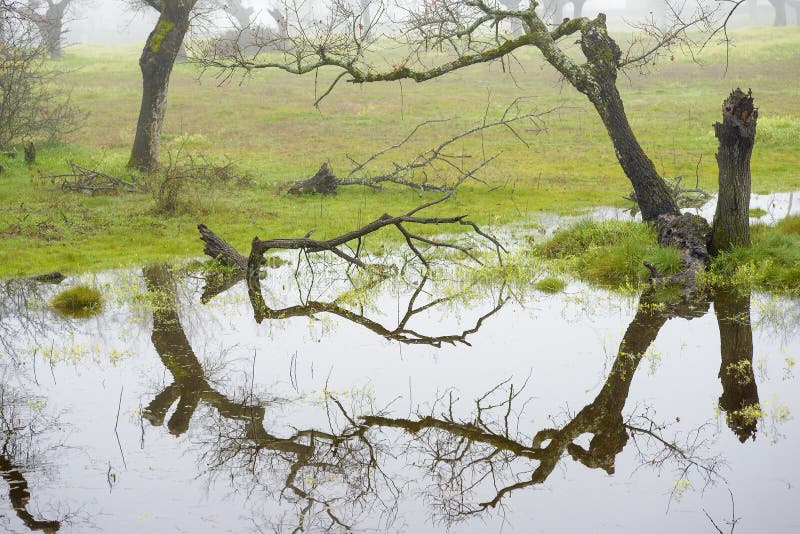 Reflections of Trees without Leaves in the Water Stock Photo - Image of ...