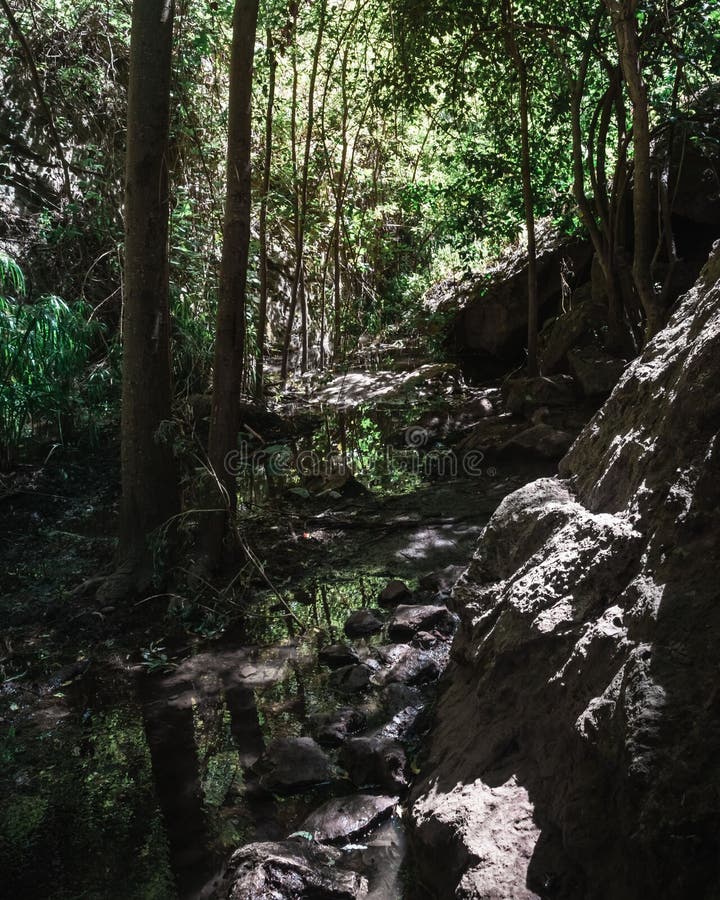 Reflections of Trees and Nature in the Water in the Woods of the Canary ...
