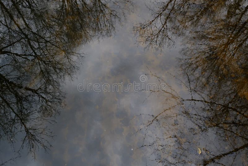 Reflections of Trees in the River Waters Stock Photo - Image of misty ...