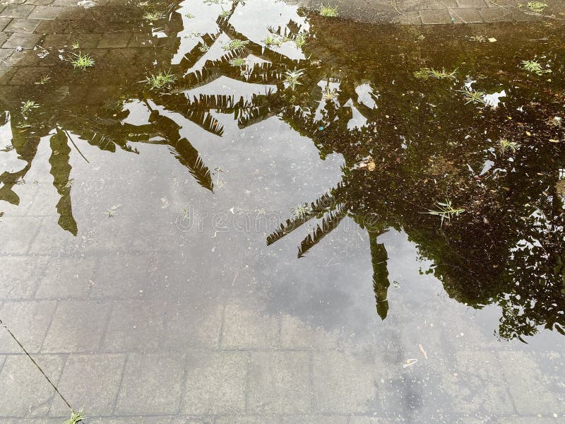 Reflections of Trees Seen in Puddles Stock Image - Image of forest ...