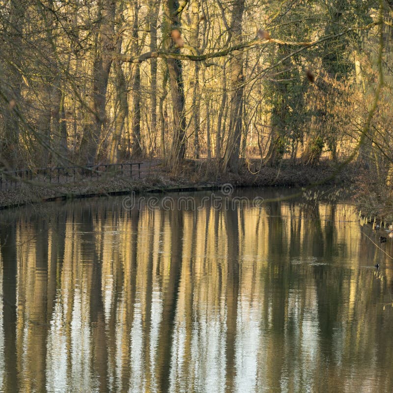 Reflections of Trees on the Surface of a Pond in a Forest at Springtime ...