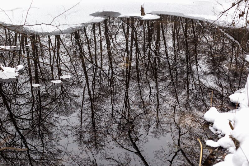 Reflections of Trees in the Water in Winter Stock Image - Image of ...