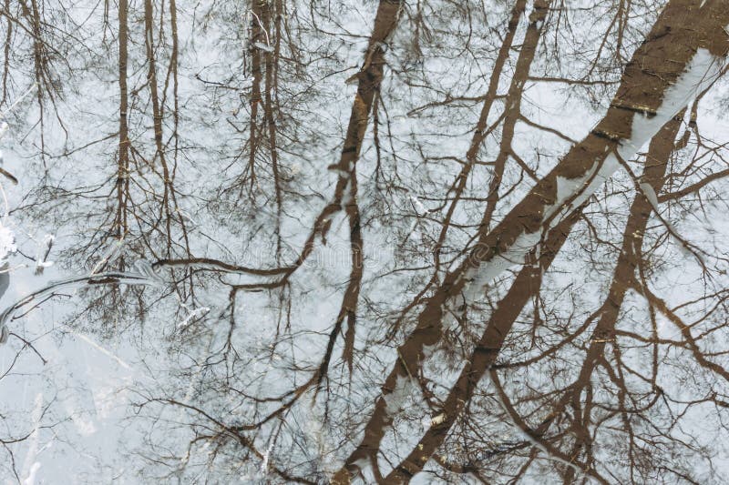 Reflections of Trees in the Water in Winter Stock Image - Image of ...