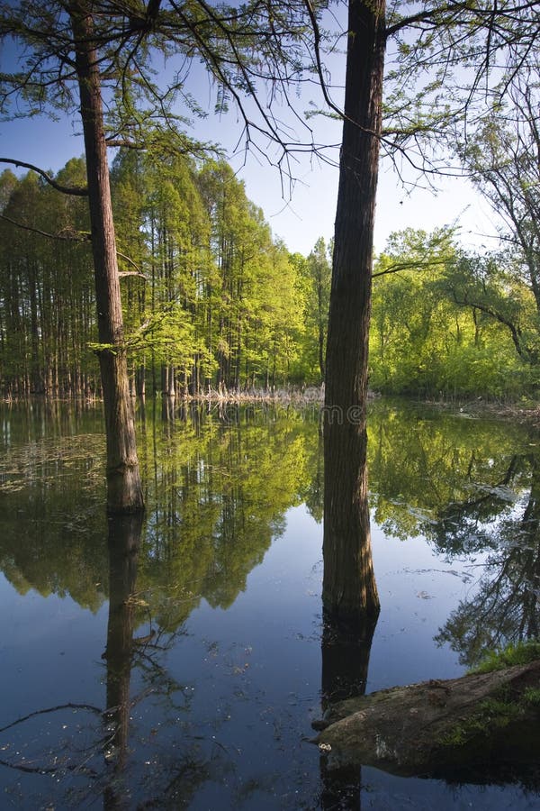 Reflections in water stock image. Image of blue, forest - 14283435