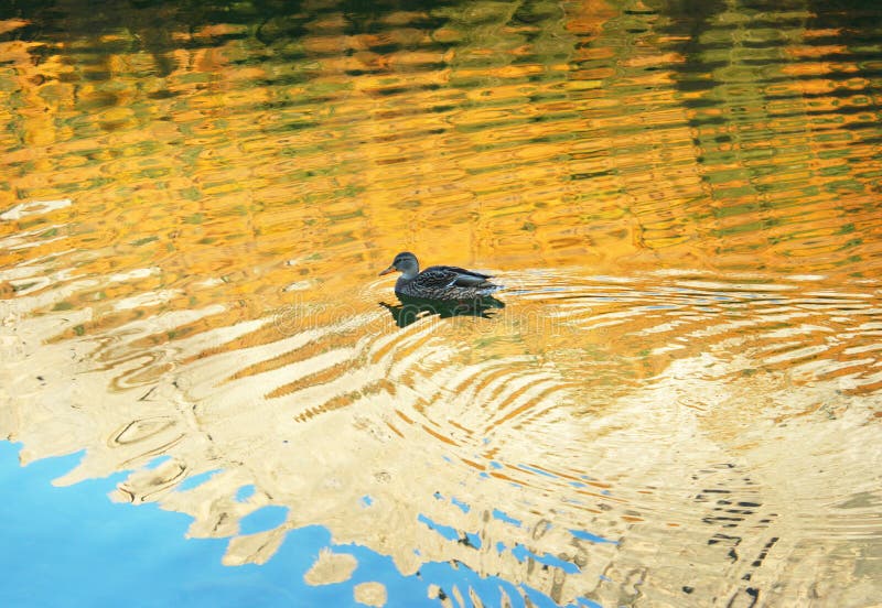 Reflections in the Water with a Duck Stock Photo - Image of water ...