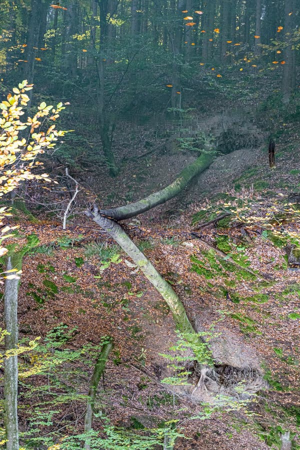 Reflections in the Water of a Fallen Tree Inside of the Autum Forest ...