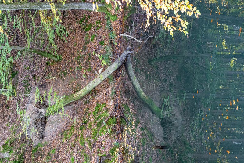 Reflections in the Water of a Fallen Tree Inside of the Autum Forest ...