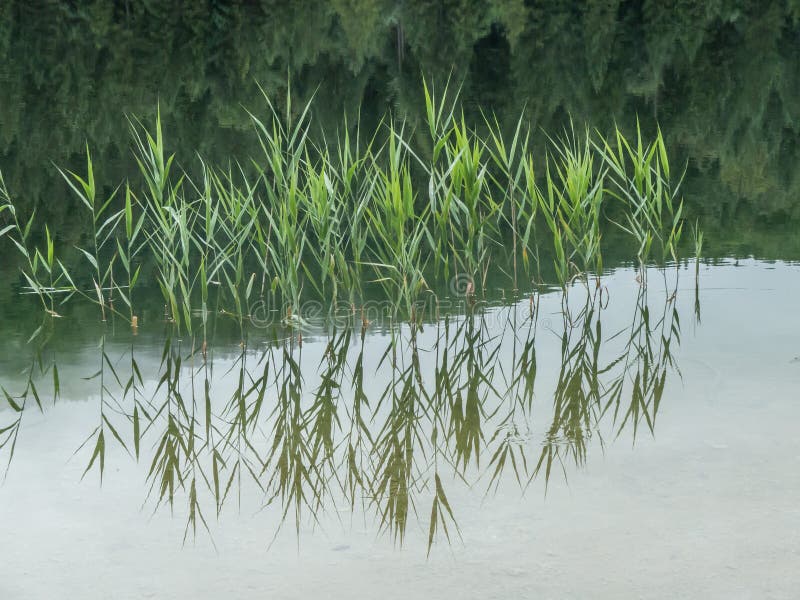Reflections of Water Reed in a Lake Stock Photo - Image of front, plant ...