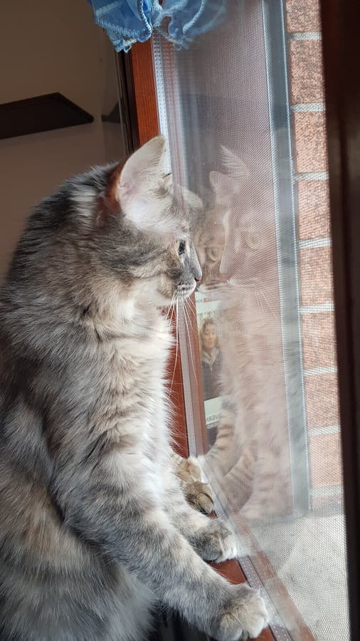 Cat Reflections stock image. Image of sister, reflections - 147055209