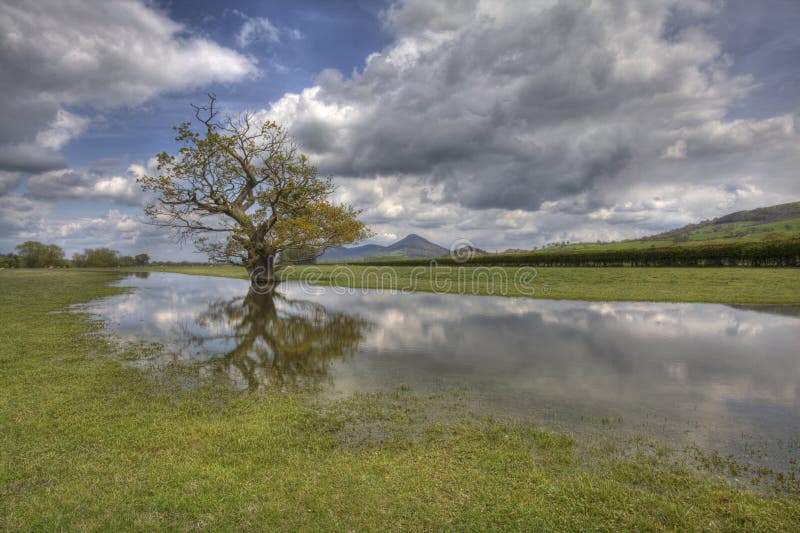 Reflective stock photo. Image of tree, reflective, lone - 25400574
