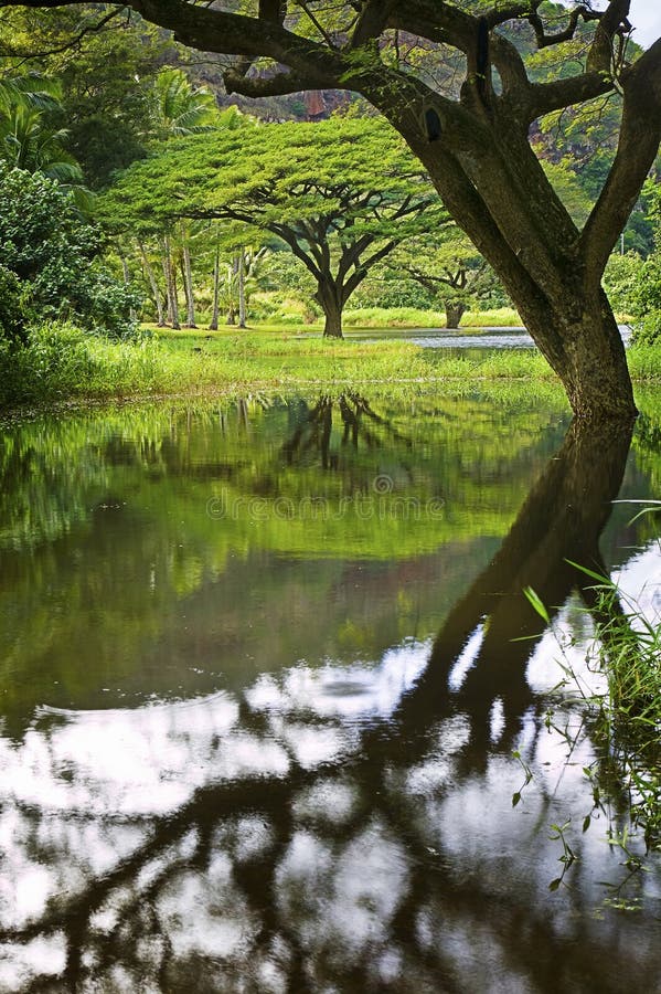 Reflective Garden Pond stock photo. Image of coast, green - 14901024