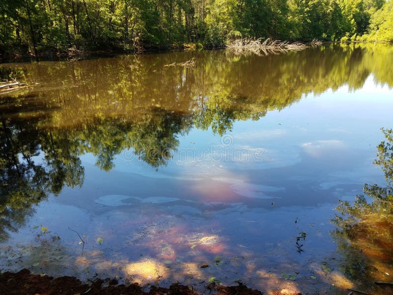Reflective Lake or Pond Water with Trees in Forest Stock Image - Image ...