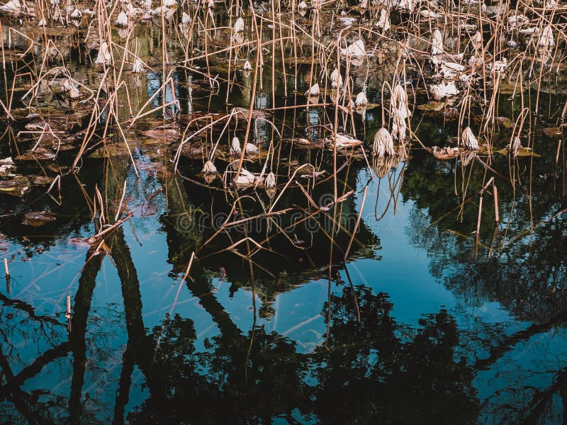 Reflective Mirror Water Surface with Dry Withered Flowers Stock Photo ...