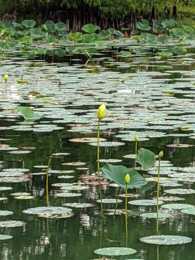 Reflective pond flow stock photo. Image of water, green - 186417452