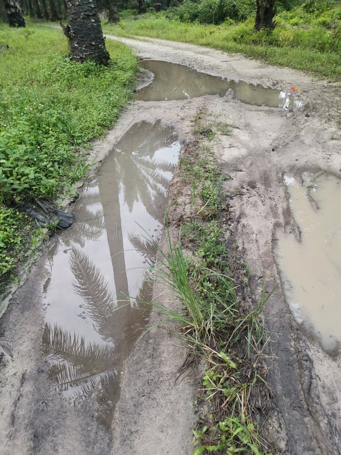 Reflective Pool of Stagnant Water on the Rural Pathway Stock Image ...