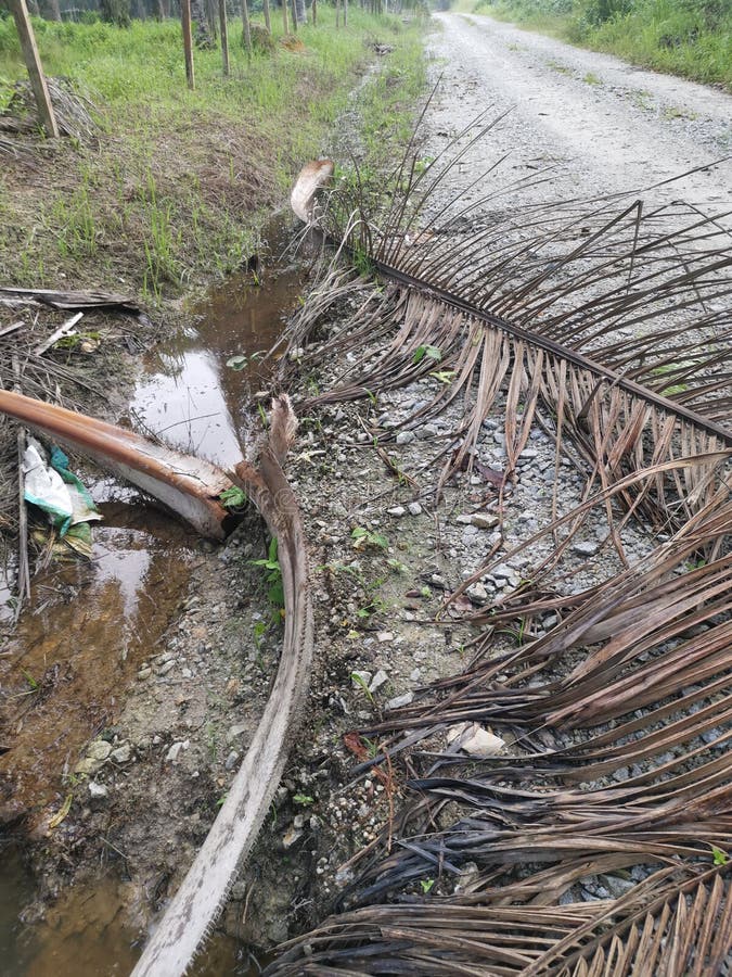 Reflective Pool of Stagnant Water on the Rural Pathway Stock Photo ...