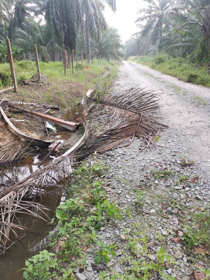 Reflective Pool of Stagnant Water on the Rural Pathway Stock Image ...