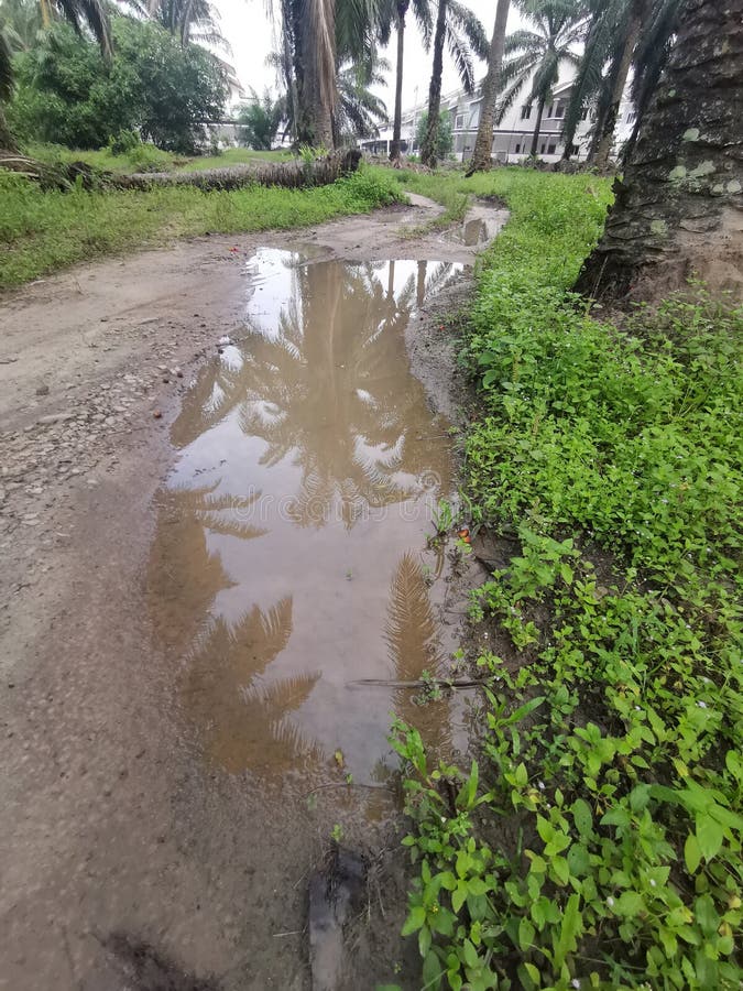 Reflective Pool of Stagnant Water on the Rural Pathway Stock Photo ...