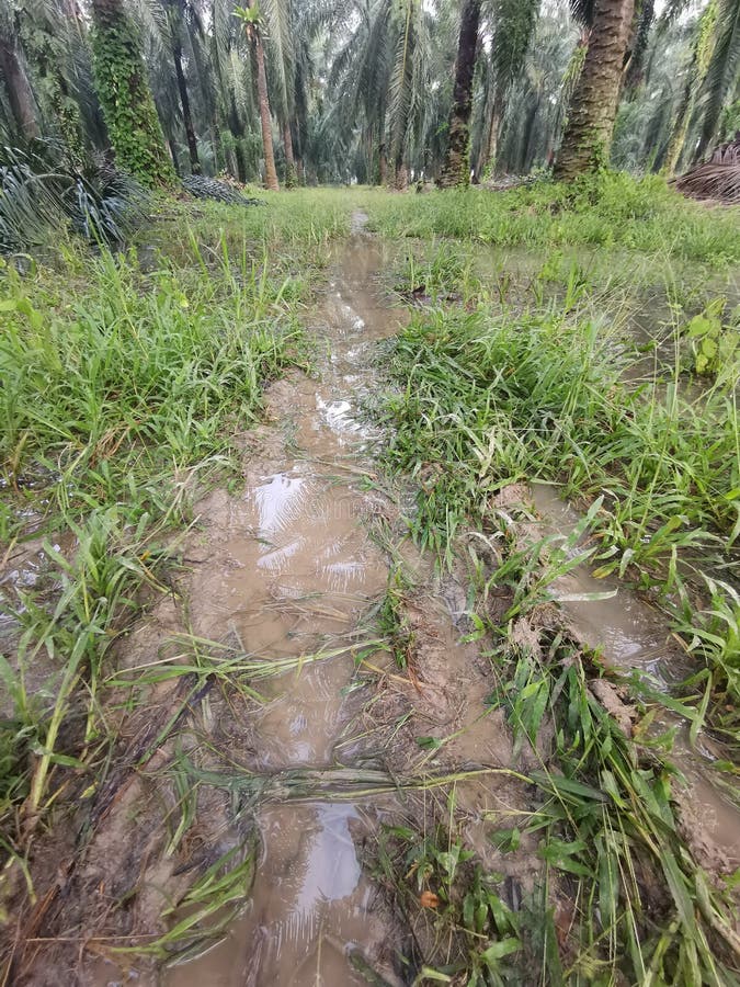 Reflective Pool of Stagnant Water on the Rural Pathway Stock Photo ...