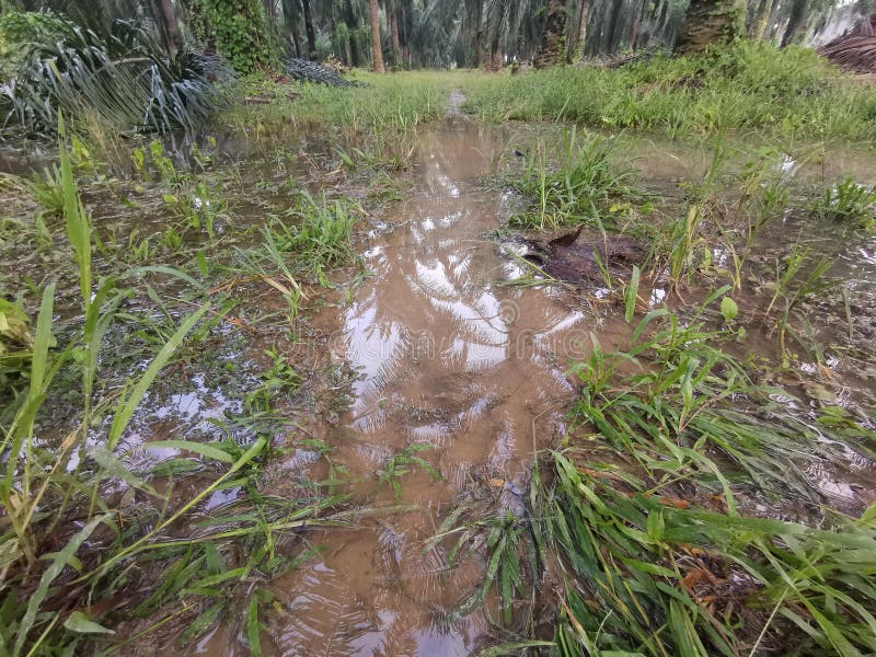 Reflective Pool of Stagnant Water on the Rural Pathway Stock Photo ...