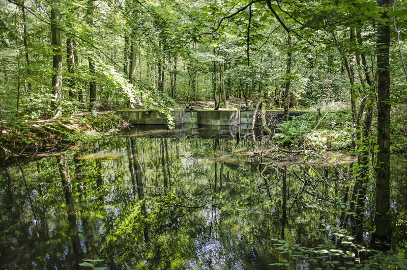 Reflective Pond in Hydraulic Forest Stock Image - Image of outdoor ...