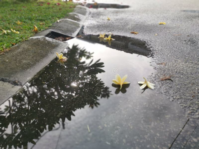 Reflective Puddle with Stagnant Water on the Roadside after the Rain ...