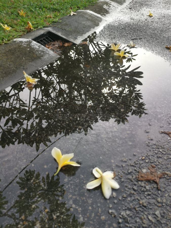 Reflective Puddle with Stagnant Water on the Roadside after the Rain ...