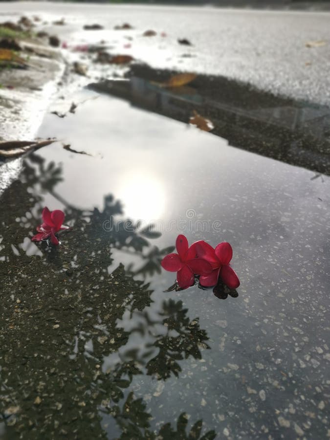 Reflective Puddle with Stagnant Water on the Roadside after the Rain ...