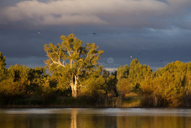 Reflective River Landscape of Gumtrees in Afternoon Light Stock Photo ...