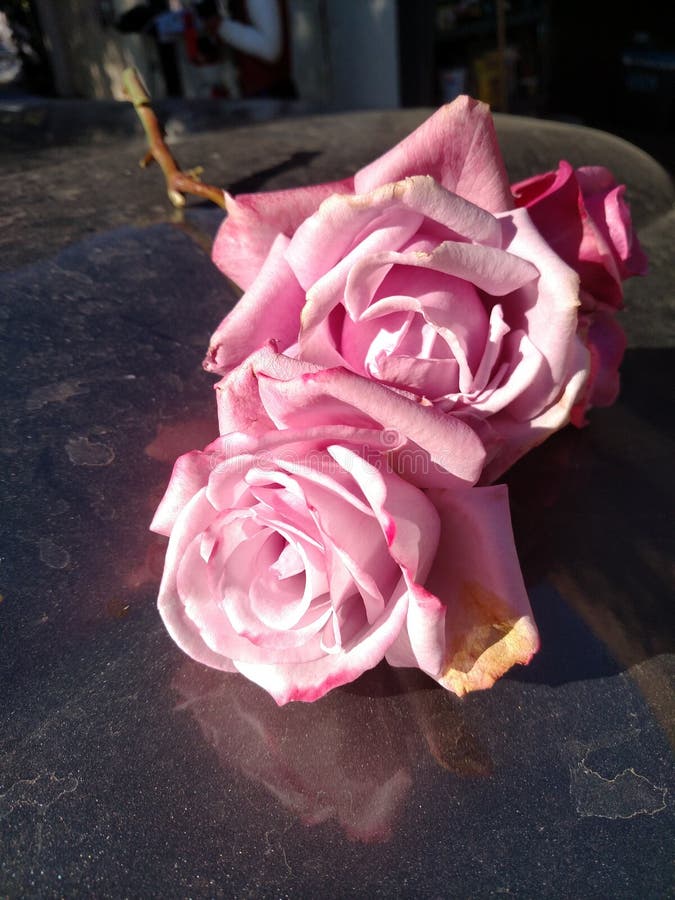 Reflective rose stock photo. Image of lovely, roses, surprise - 64422694