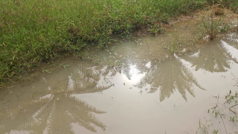 Reflective Sunlight on the Surface of the Stagnant Pool of Water at the ...