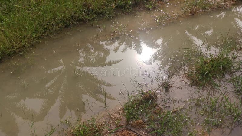 Reflective Sunlight on the Surface of the Stagnant Pool of Water at the ...