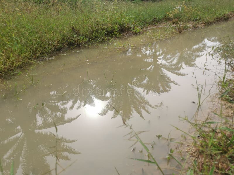 Reflective Sunlight on the Surface of the Stagnant Pool of Water at the ...