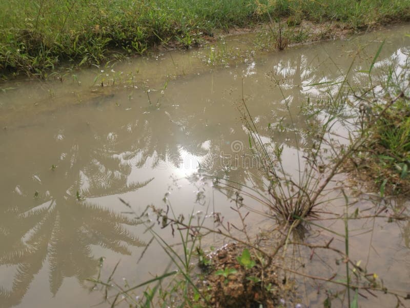Reflective Sunlight on the Surface of the Stagnant Pool of Water at the ...