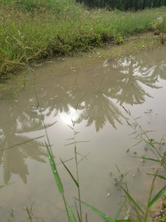 Reflective Sunlight on the Surface of the Stagnant Pool of Water at the ...