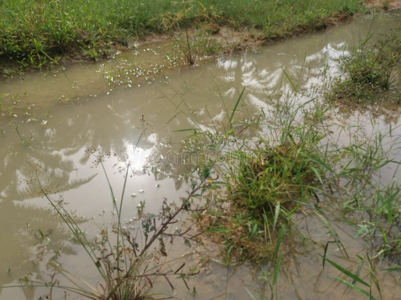 Reflective Sunlight on the Surface of the Stagnant Pool of Water at the ...