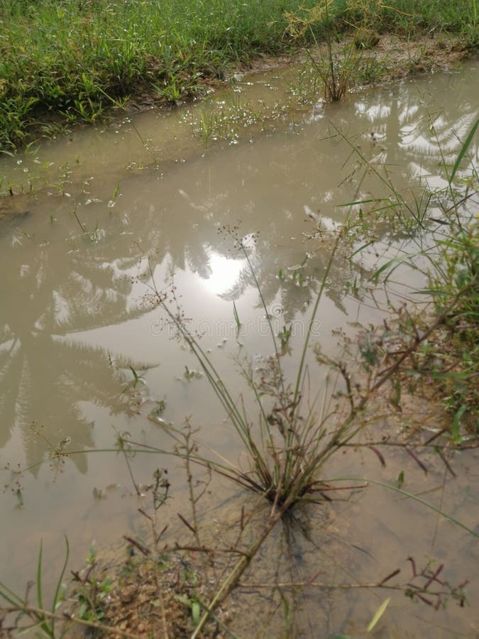 Reflective Sunlight on the Surface of the Stagnant Pool of Water at the ...